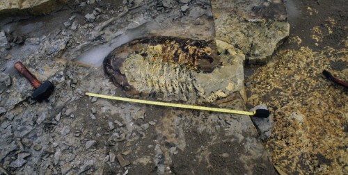 Trilobitomorpha - trojlaločnatci :: fossil.alma.cz