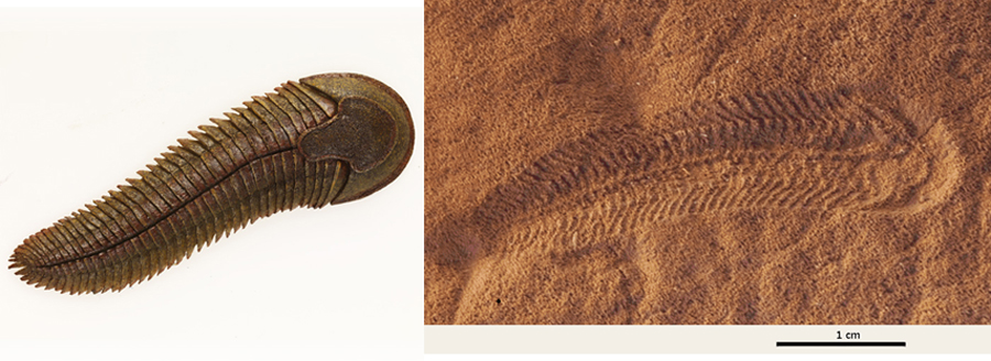 EDIACARA - jak a kdy to začalo, aneb možný původ trilobitů :: fossil ...