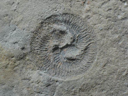 EDIACARA - jak a kdy to začalo, aneb možný původ trilobitů :: fossil ...