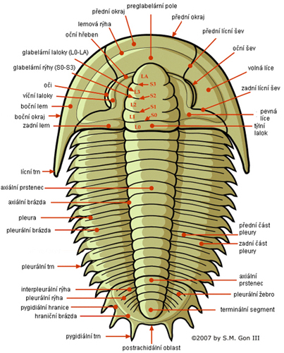 Trilobitomorpha - trojlaločnatci :: fossil.alma.cz