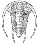 Redlichiida :: fossil.alma.cz