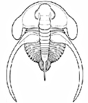 Redlichiida :: fossil.alma.cz