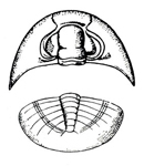 Asaphida :: fossil.alma.cz