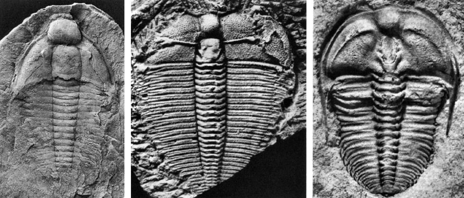 Trilobitomorpha - trojlaločnatci :: fossil.alma.cz