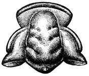 Redlichiida :: fossil.alma.cz