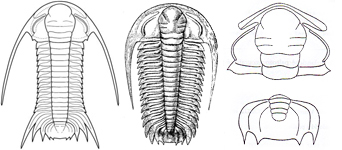 Redlichiida :: fossil.alma.cz